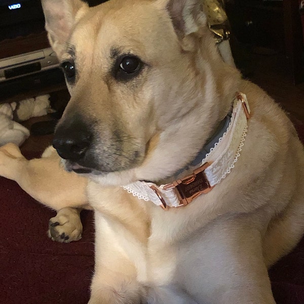 White Ivory Lace Bridal Dog Ring Bearer Collar & Leash Set,detachable ...