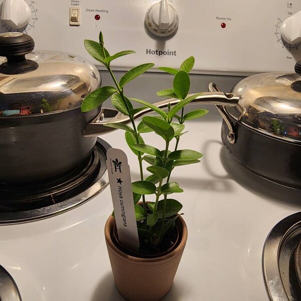 Hoya Cumingiana in a 2 Inch Pot Small Leaf Wax Plant - Etsy