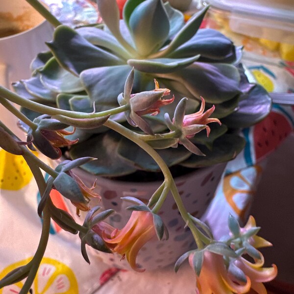 Assorted Succulent Plug Mix | Live Rooted Succulent Plants - Etsy