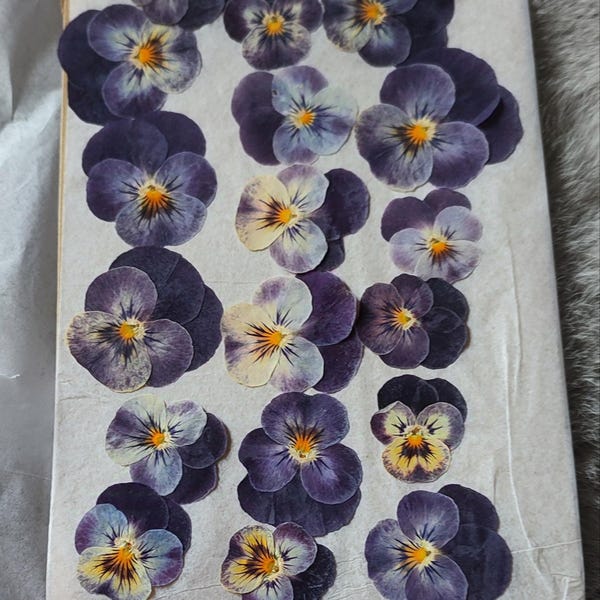 Pressed Flowers Card. Real Flowers Greeting Card. Handmade, for All ...