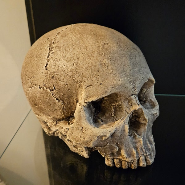 HUMAN SKULL REPLICA (natural) Full Size Realistic Skull Replica Made ...