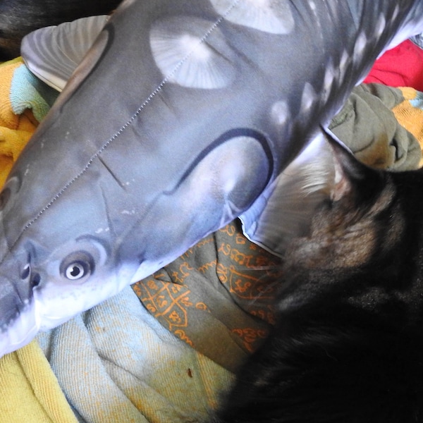 Fish Pillow the Giant ATLANTIC BLUEFIN TUNA (thunnus Thunnus) Neck ...