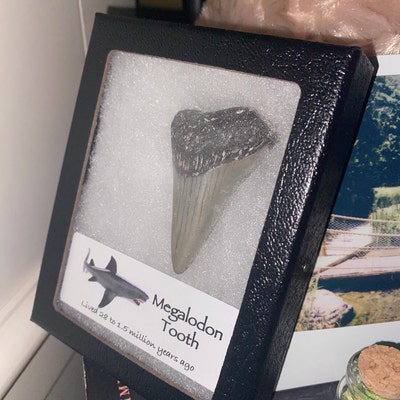 Megalodon Shark Tooth Fossil in Display Case - Etsy