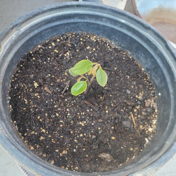 5 Japanese Ume Fruit Tree Cuttings, or Plum Fruit Tree Cuttings App 5 ...