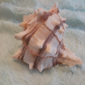 Fulgoraria Rupestris Volute Voluta Shell 4-1/2 - Etsy