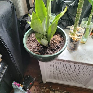 Dwarf Moses in the Cradle/ Boat Lily/ Oyster Plant - Etsy