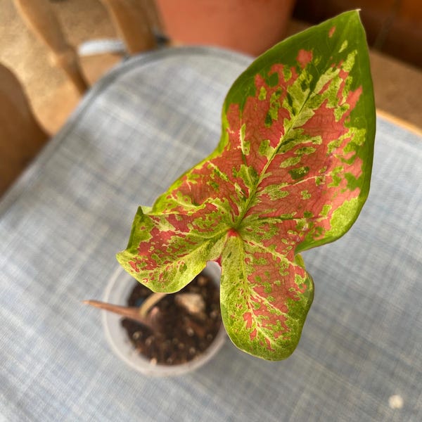 Caladium 'flatter Me' Size 2 2 Bulbs New Crop 2024 - Etsy