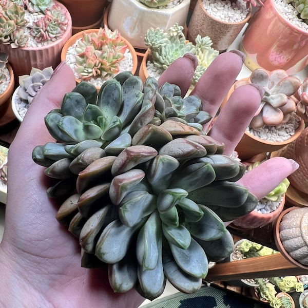 Live Succulents -rare Succulents - Graptoveria Amethorum - Etsy