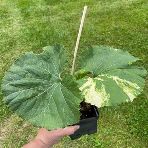 Variegated Spiral Ginger Costus Arabicus Variegatus - Etsy