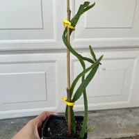 Ice Cream Dwarf Mango Tree Grafted 18 to 24 - Etsy Canada
