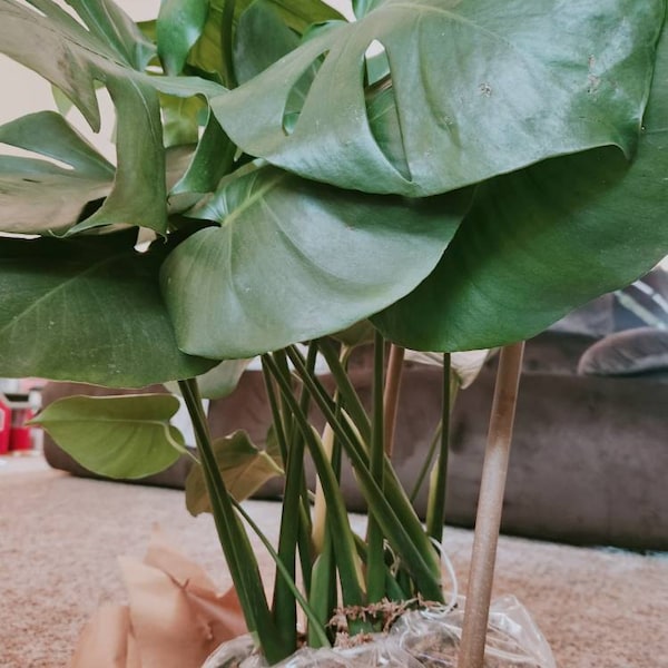 Monstera Deliciosa Large Tropical Split Leaf Plant 3 Gallon / 10" Pot ...