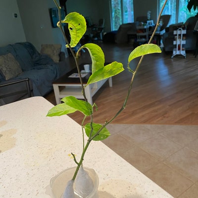 Star Apple Purple Caimito Milk Fruit. Grafted Tree - Etsy