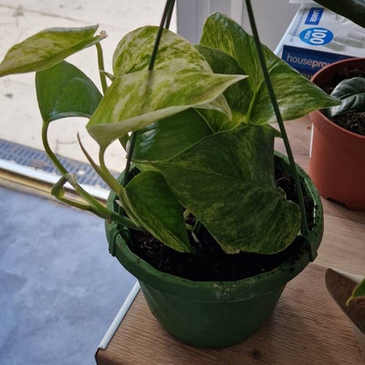 85 100cm Monstera Deliciosa Taurii XL Swiss Cheese Plant - Etsy UK