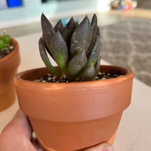 3 Pack Reusable Plant Rooting Air Layering High-pressure Box - Etsy