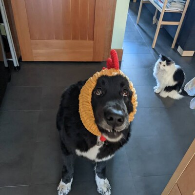 Rooster Chicken Dog Snood Knit Crochet Dog Hat Easter Dog Costume Ear ...