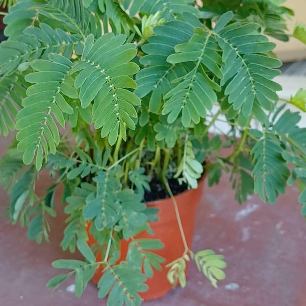 Sensitive Plant | Mimosa Pudica | Rare Plant | Tropical Plant | Live ...