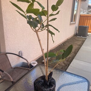 Ranunculus Aviv Rose Buy 4 Get 1 Free - Etsy