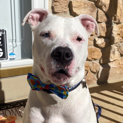 The Spay Neuter Coloring Book, Spay Oklahoma, Animal Rescue, Dog Cat ...