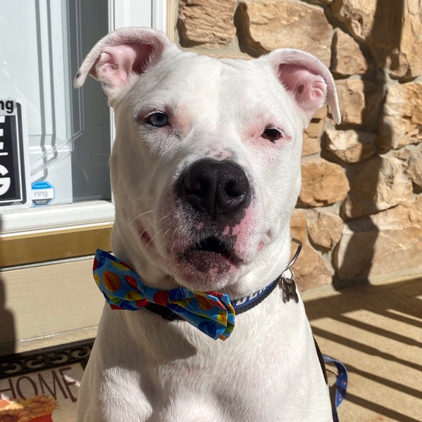 The Spay Neuter Coloring Book, Spay Oklahoma, Animal Rescue, Dog Cat ...