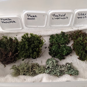 Star Moss Syntrichia Princeps Live Moss With Sporophytes - Etsy
