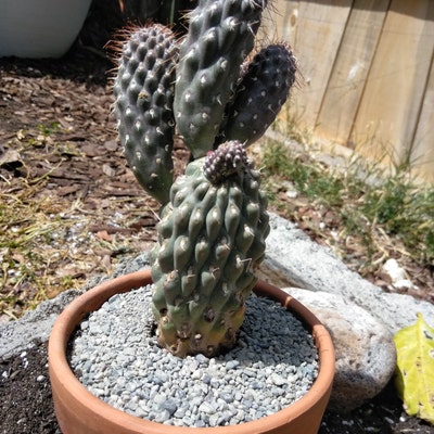 Special Screwbean Mesquite 10 Seeds Xeriscape Drought Resistant Desert ...