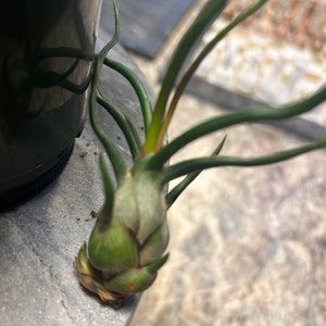 Tillandsia Bulbosa Alien Air Plant - Etsy
