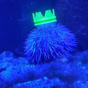 Sea Urchin Hats 4 Pack - Etsy