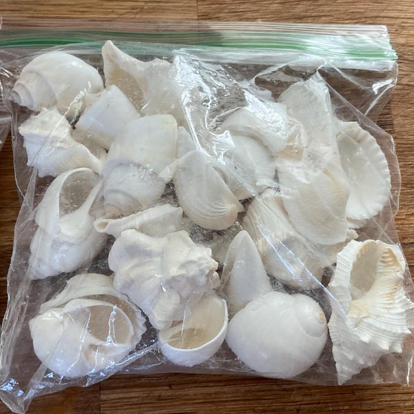 White Shells Mix Wedding Sea Shells Beach Wedding Decor Beach Home ...