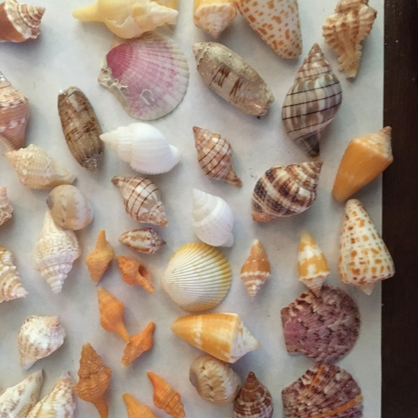 Seashell Shelling Bag! Beach Bag With Shells of Southwest Florida ...