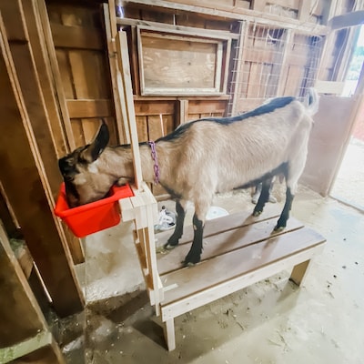 Handcrafted Large Goat Milking Stand Durable & Eco-friendly Ideal for Nubian to Lamancha Breeds ...