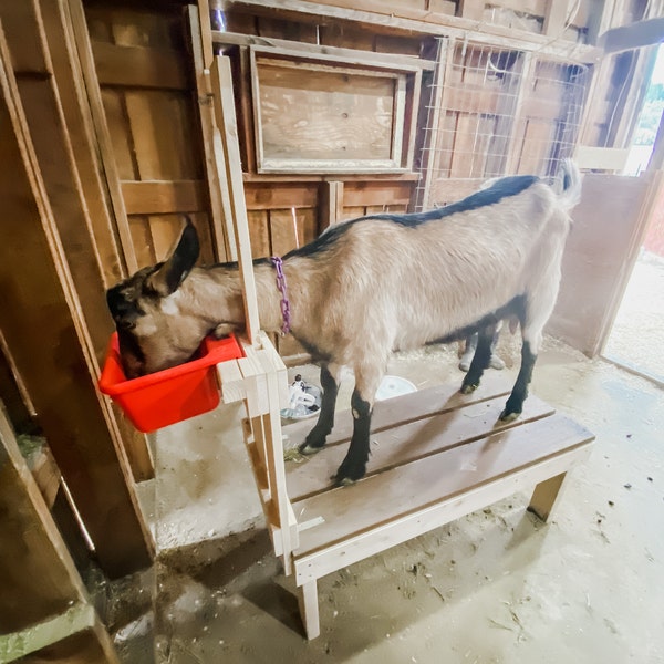 Handcrafted Goat Milking Stand – Durable Farm Stanchion for Large ...