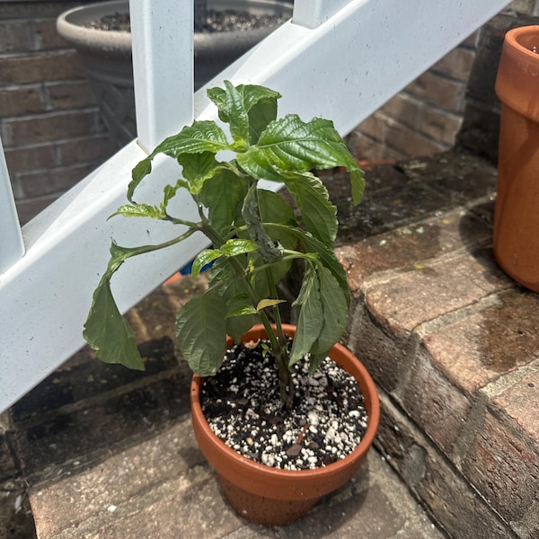 Athens Blue Princess Glory Bush Plant~~tibouchina Urvilleana~small ...