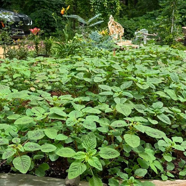 Lisianthus Seeds - 100 Seeds - Copper Brown - Garden Bloom Flower Seed ...