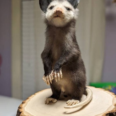 Taxidermy, a Pair, of X X Mating Stoat or Long-tailed Weasels Ermine ...