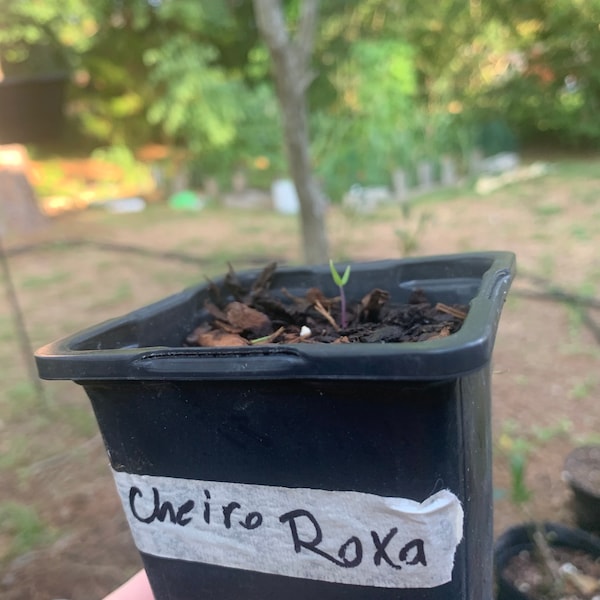Cheiro Roxa Hot Pepper Premium Seed Packet + More - Etsy