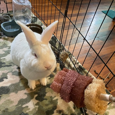 Fruity Loofah Kabob Fruit Flavored Chew Toy for Rabbits, Guinea Pigs ...