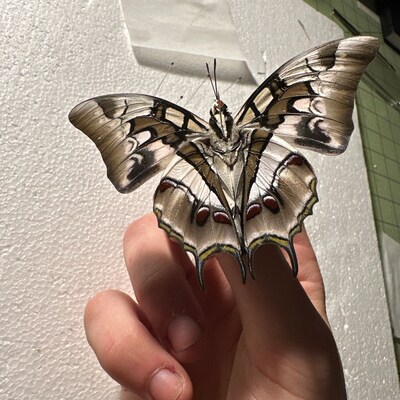 The Green-banded Urania Moth, Urania Leilus, Wings Folded OR Mounted ...