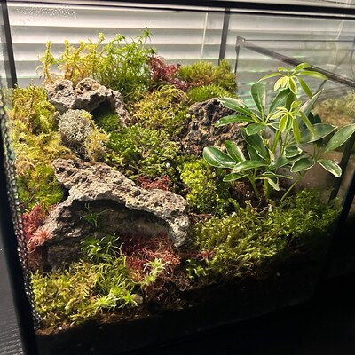 Snake Pod Laranja Nut is the Fruit of the Buriti Palm Buriti Fruit Skin ...