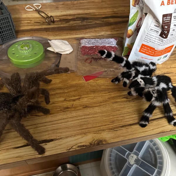 Realistic Tarantula Spider, Poseable Shelf Decor, Wall Mountable Faux ...