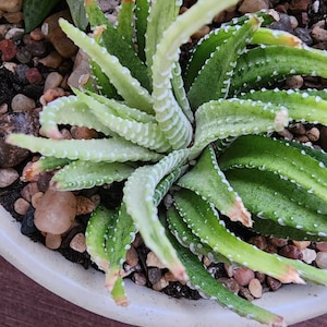 Haworthia Retusa 4 Inch Live Succulent Plant Indoor Plant House Plant ...