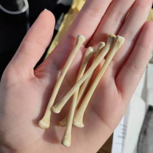Ten Assorted Wild Bird Feet for Art and Craft Projects - Etsy