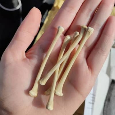 Ten Assorted Wild Bird Feet for Art and Craft Projects - Etsy