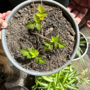 2 Raspberry Plants Joan J Completely Thornless, Everbearing, High ...