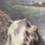 Edwin Landseer-saved, 1860 Antique Art, St. Bernard Dog Print, Dog ...