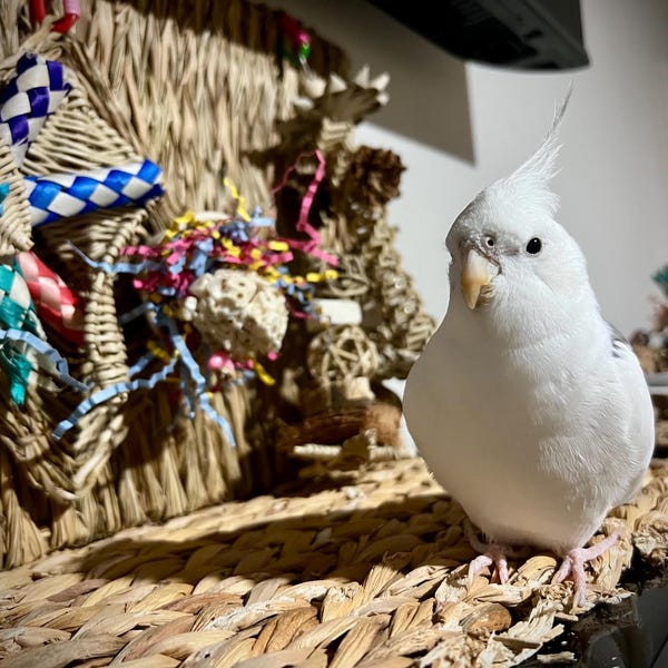 Sola Ball Fun - Hand Made Toys for Small to Medium Pet Birds Using Safe ...