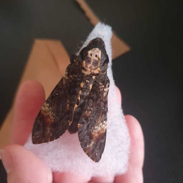 Real Giant Stick Insect Anchiale Buruense 150mm Black Wings Spread for ...