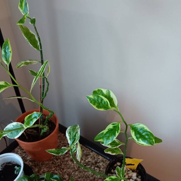 Euphorbia-tithymaloides-variegata, Pedilanthus Tithymaloides ...
