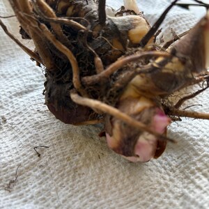 5-rhizome Canna Lily Golden Lucifer - Etsy