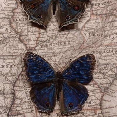 The Blue Buckeye Butterfly, Junonia Rhadama, Wings FOLDED or Mounted ...