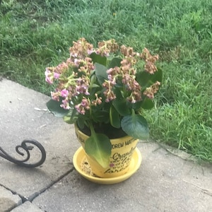 Bumble Bee Hive Flower Vase Birthday Gift Hand Made - Etsy